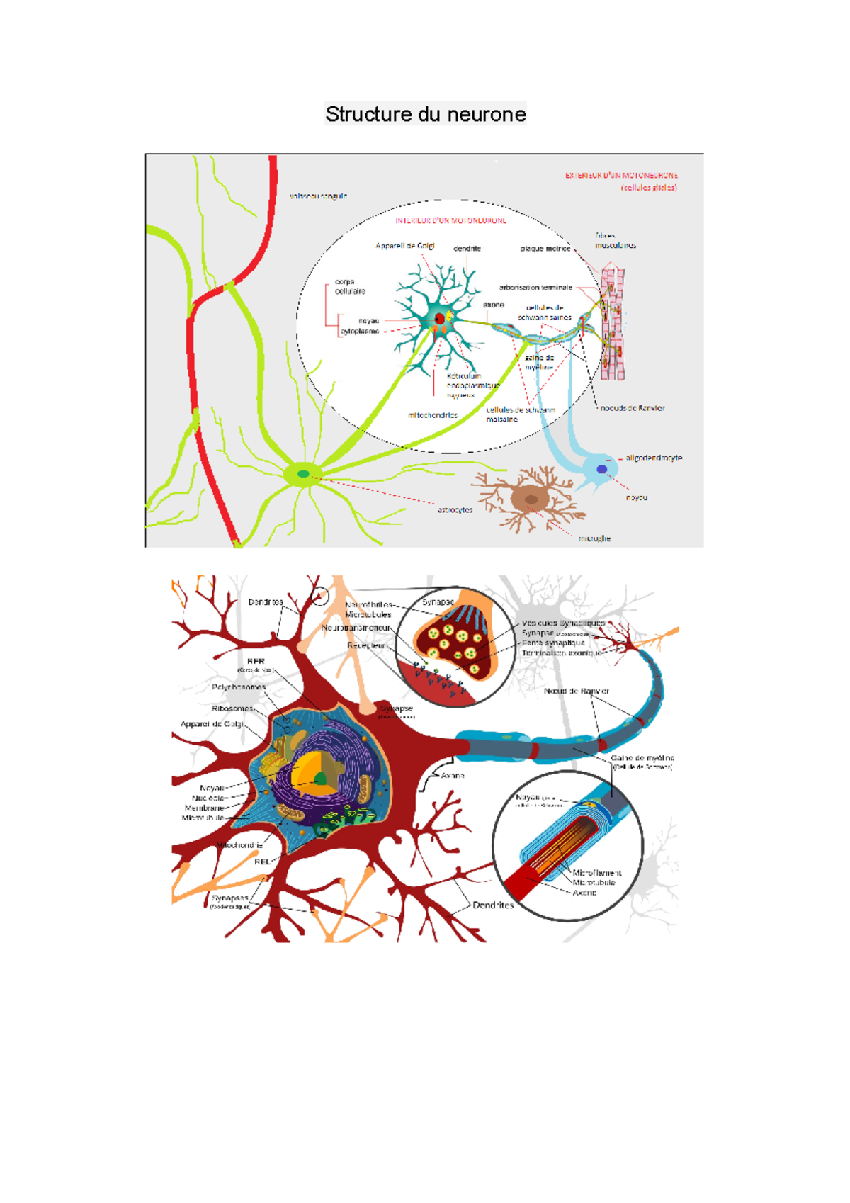 Structure du neurone - Notes de cours Anatomie - Structure du neurone ...