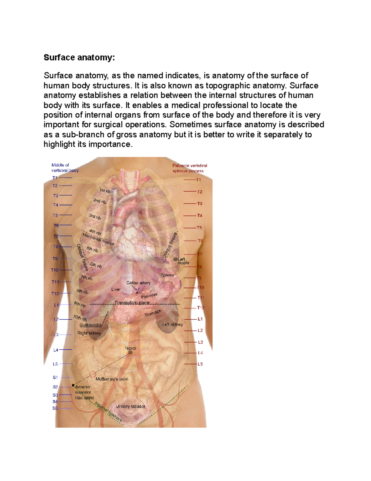 Surface Anatomy Position - Surface anatomy: Surface anatomy, as the ...