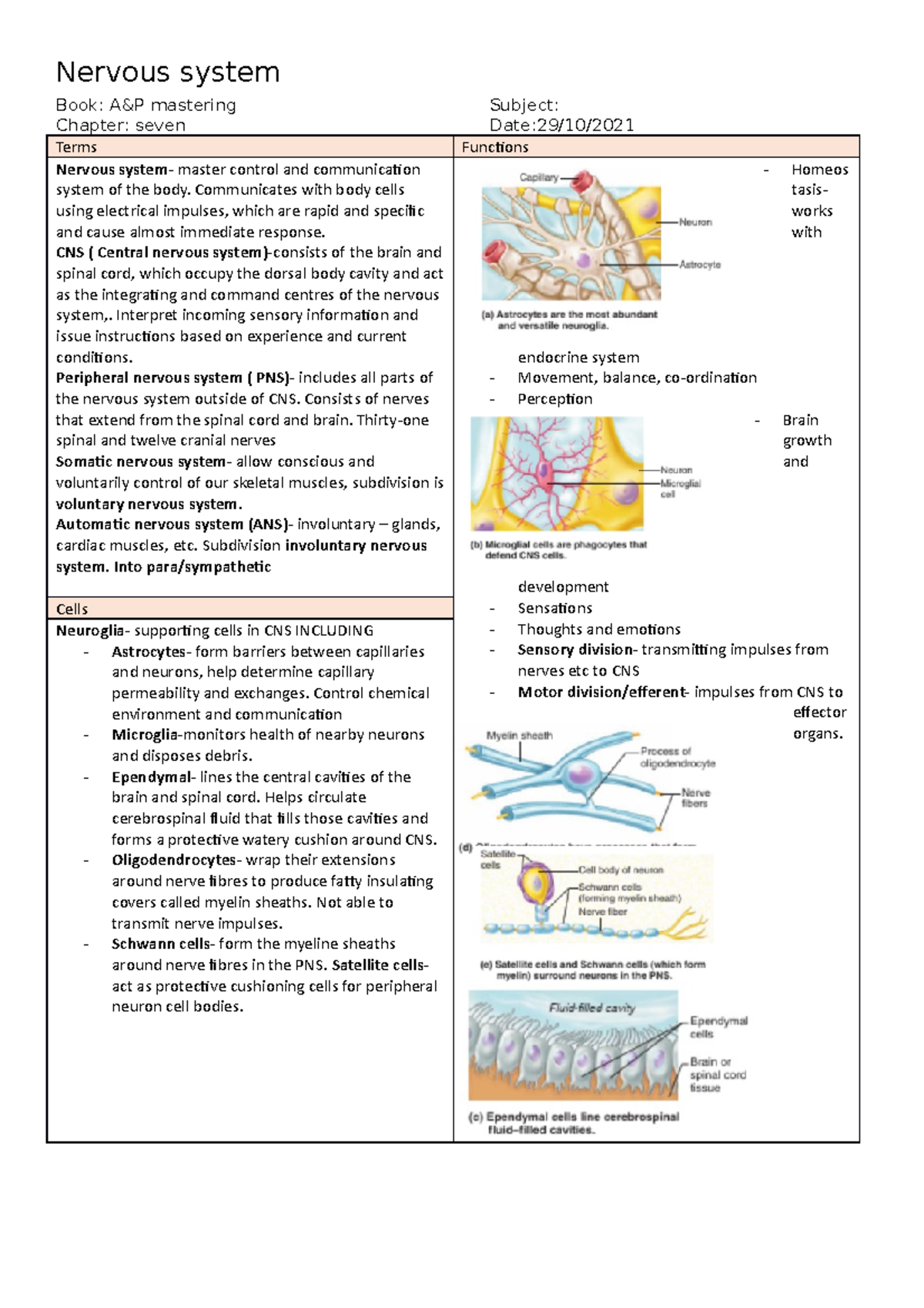 Nervous system - This is summary of an anatomy and physiology chapter ...