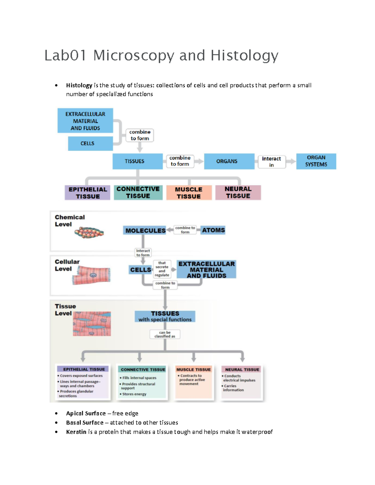 Anatomy & Physiology Lab #1 - Lab01 Microscopy and Histology Histology ...
