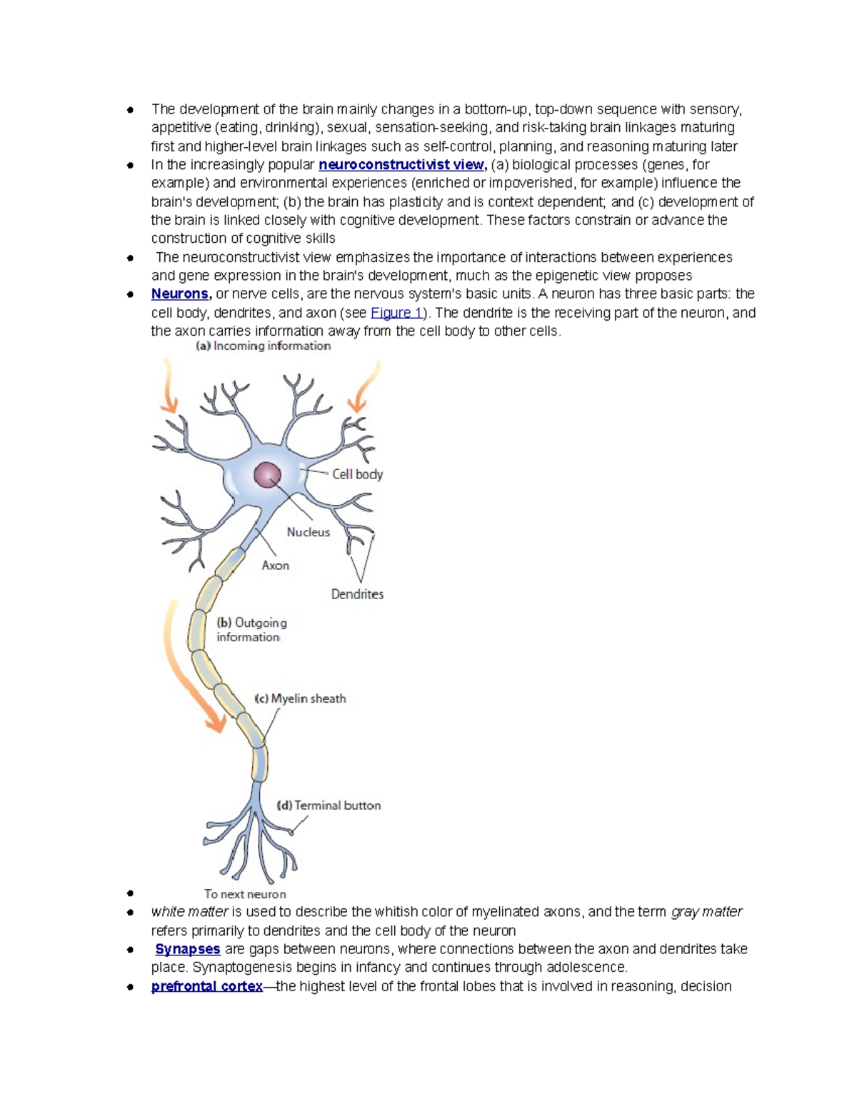 Chapter 3 - The development of the brain mainly changes in a bottom-up ...