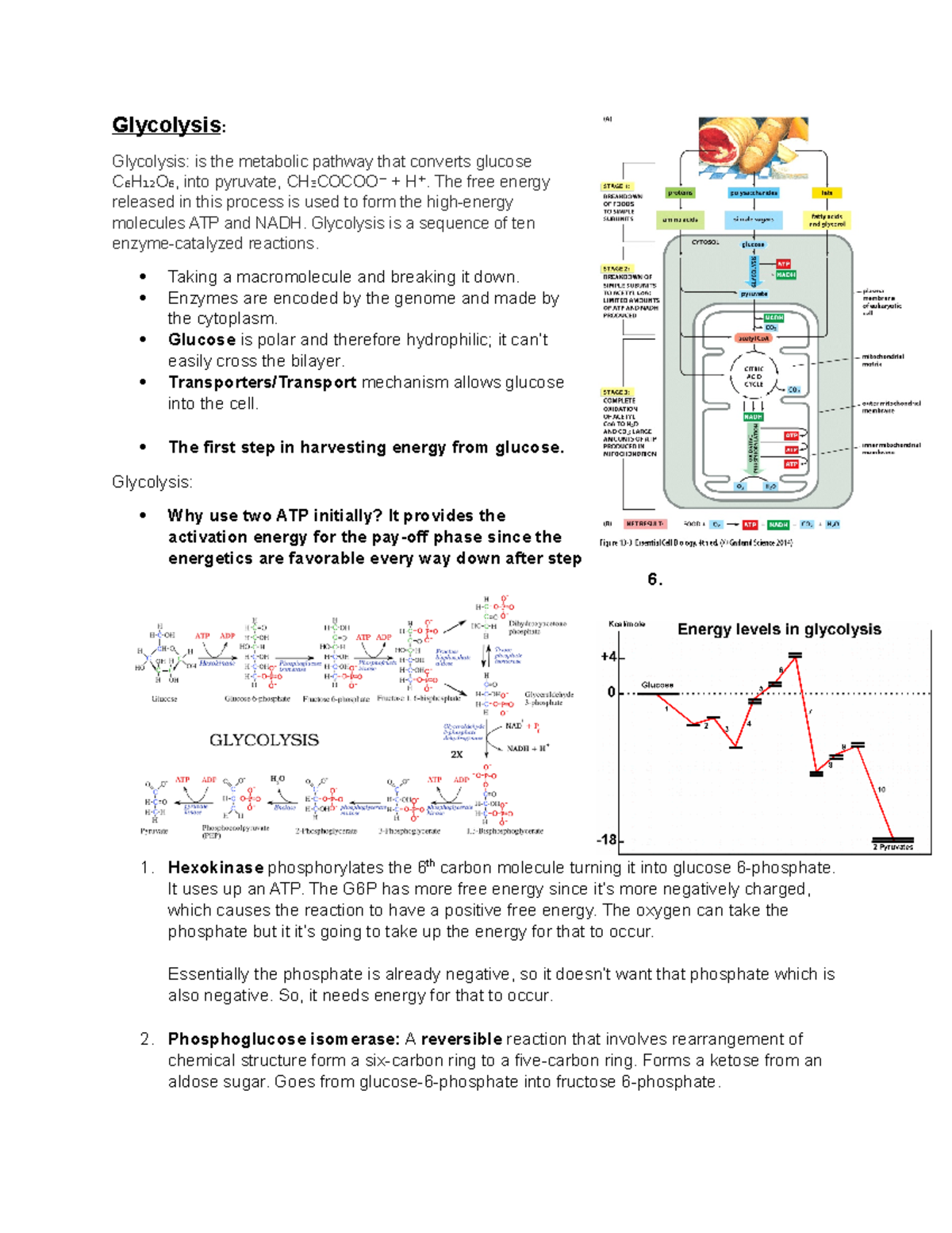 Chapter 3: Glycolysis - BIO 011 - Studocu