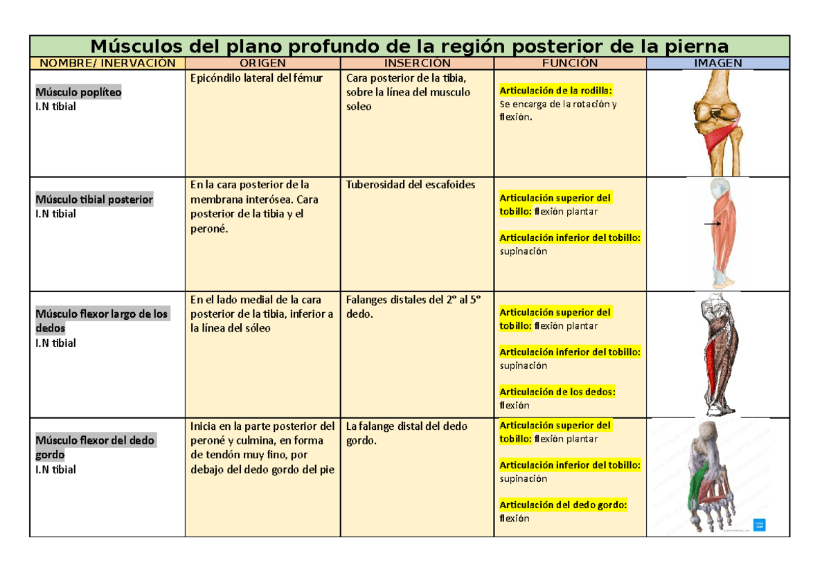 Músculos del plano profundo de la región posterior de la pierna ...