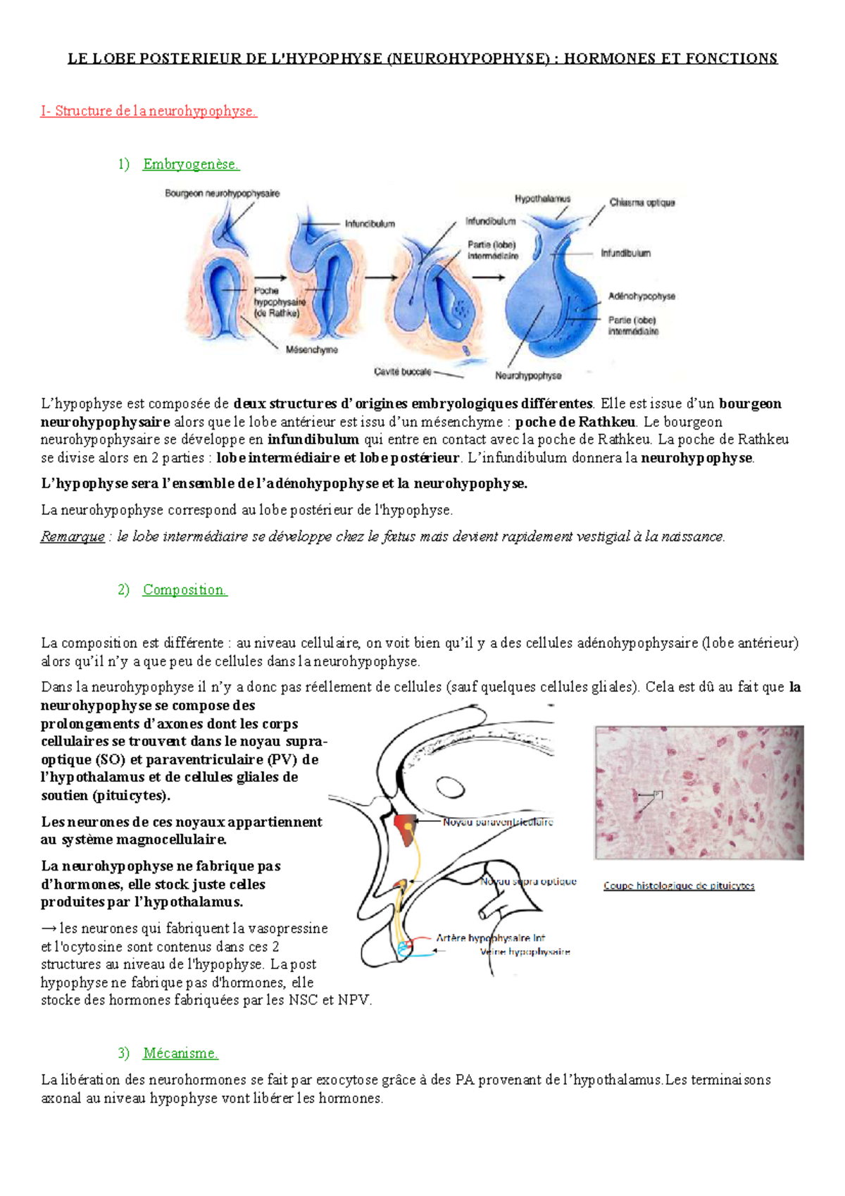 4- Neurohypophyse - endocrinologie L3 S6 - LE LOBE POSTERIEUR DE L ...