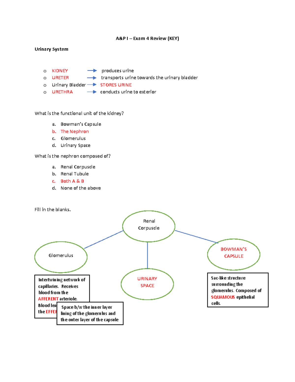 Key - Anatomy Review - Exam 4 copy - A&P I ñ Exam 4 Review (KEY ...