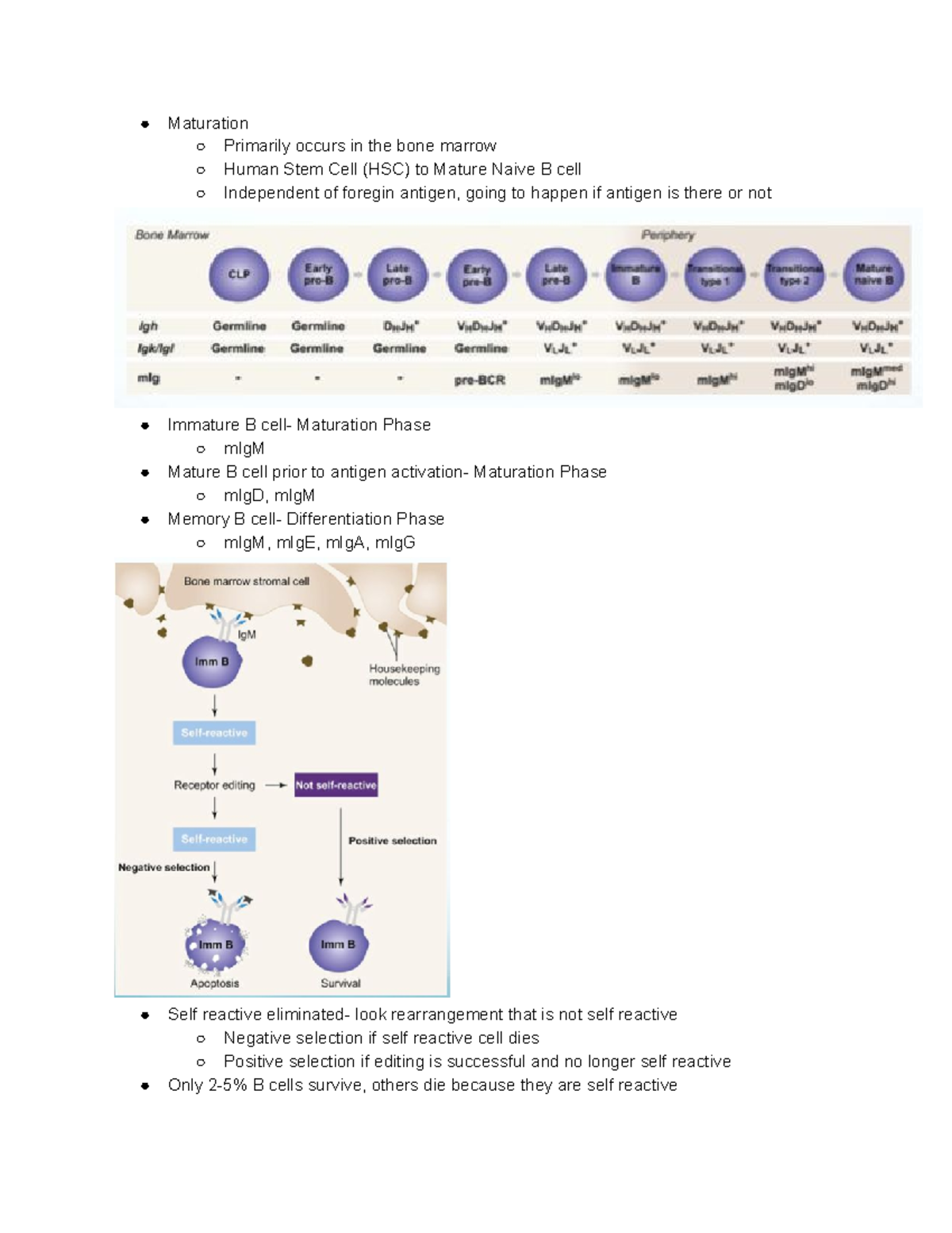 Lecture 9-10 B cell development activation and effector functions ...