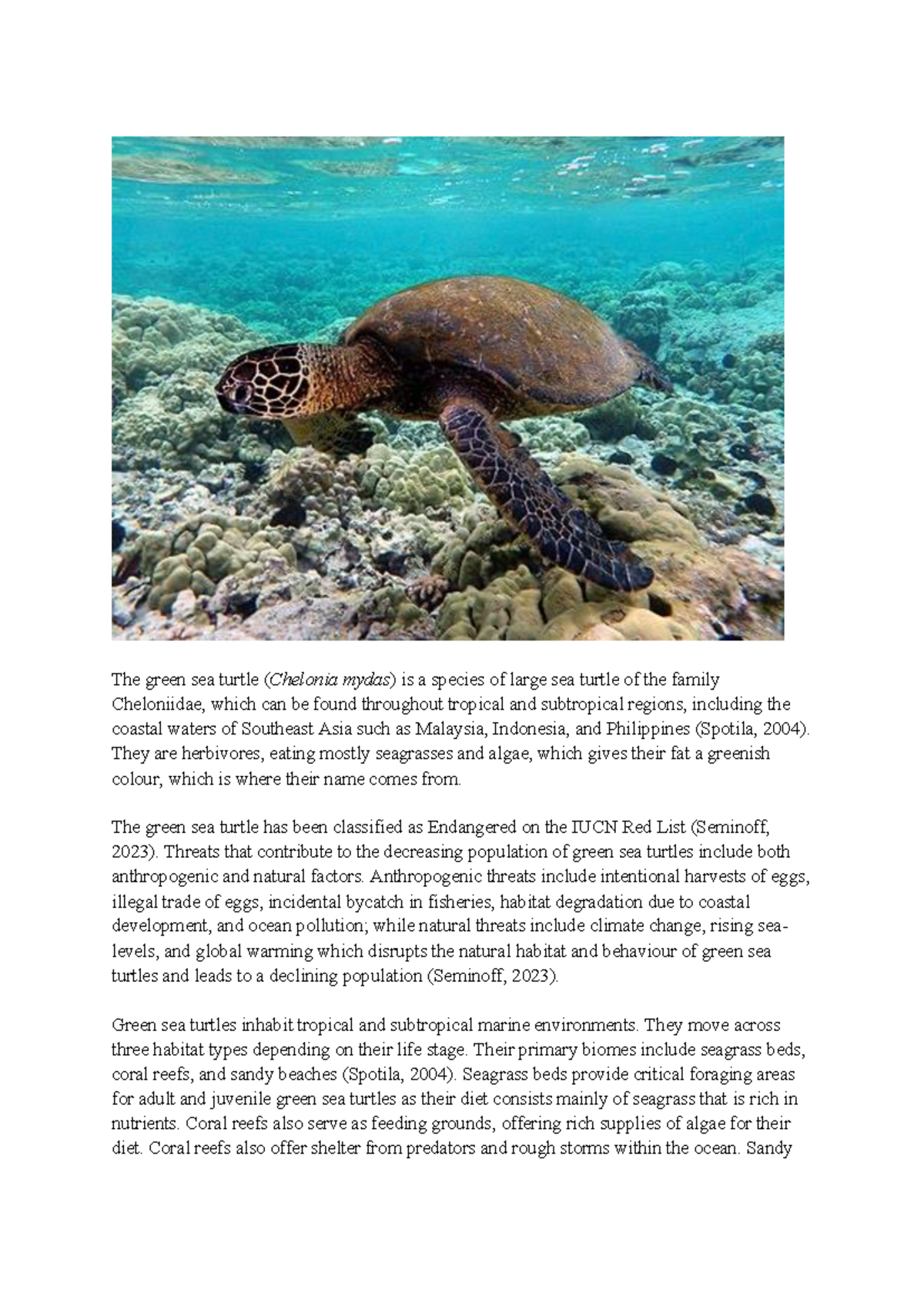 Env1800 essay (final final) copy - The green sea turtle (Chelonia mydas ...
