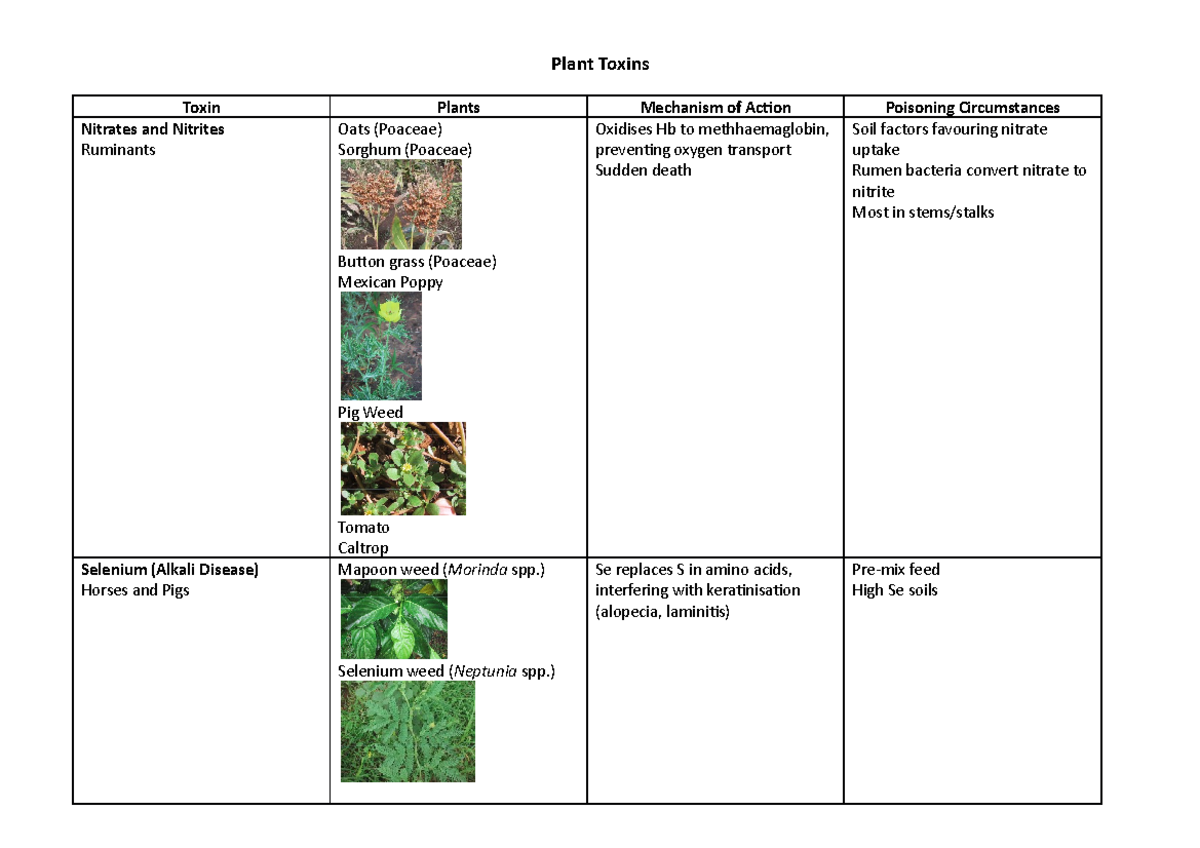 Plant Toxins - Plant Toxins Toxin Plants Mechanism of Action Poisoning ...