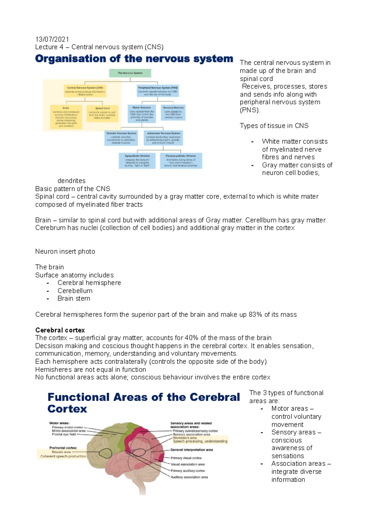 L4 Central nervous system - Types of tissue in CNS - White matter ...