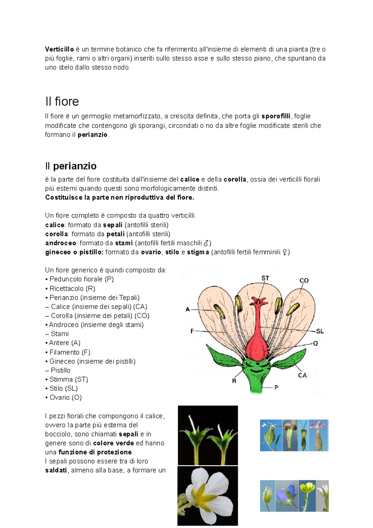 Botanica - Verticillo è un termine botanico che fa riferimento all ...