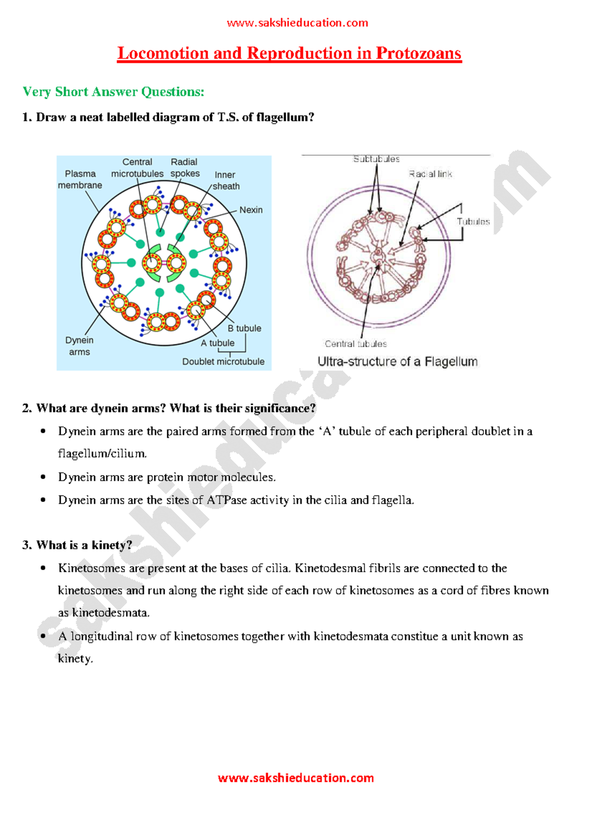 Inter-material-istyearem-zoology-locomotion reproduction in protozoa ...