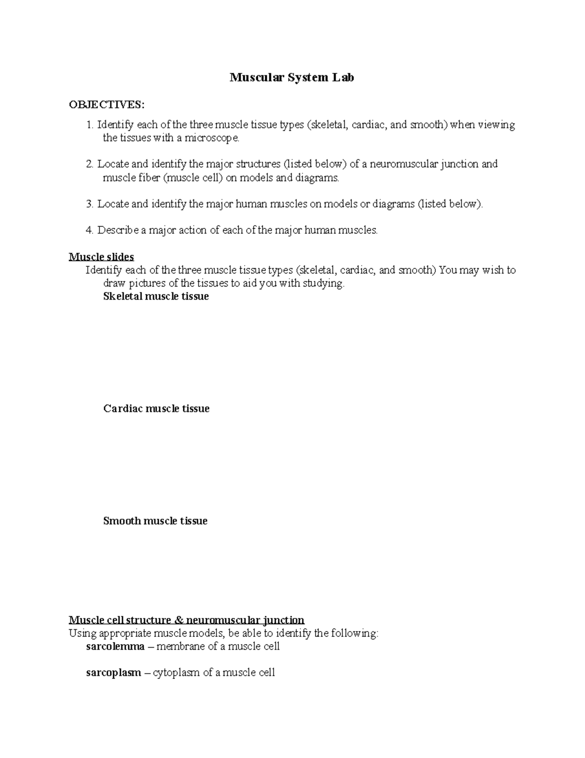 Muscular System Labs - Muscular System Lab OBJECTIVES: 1. Identify each ...