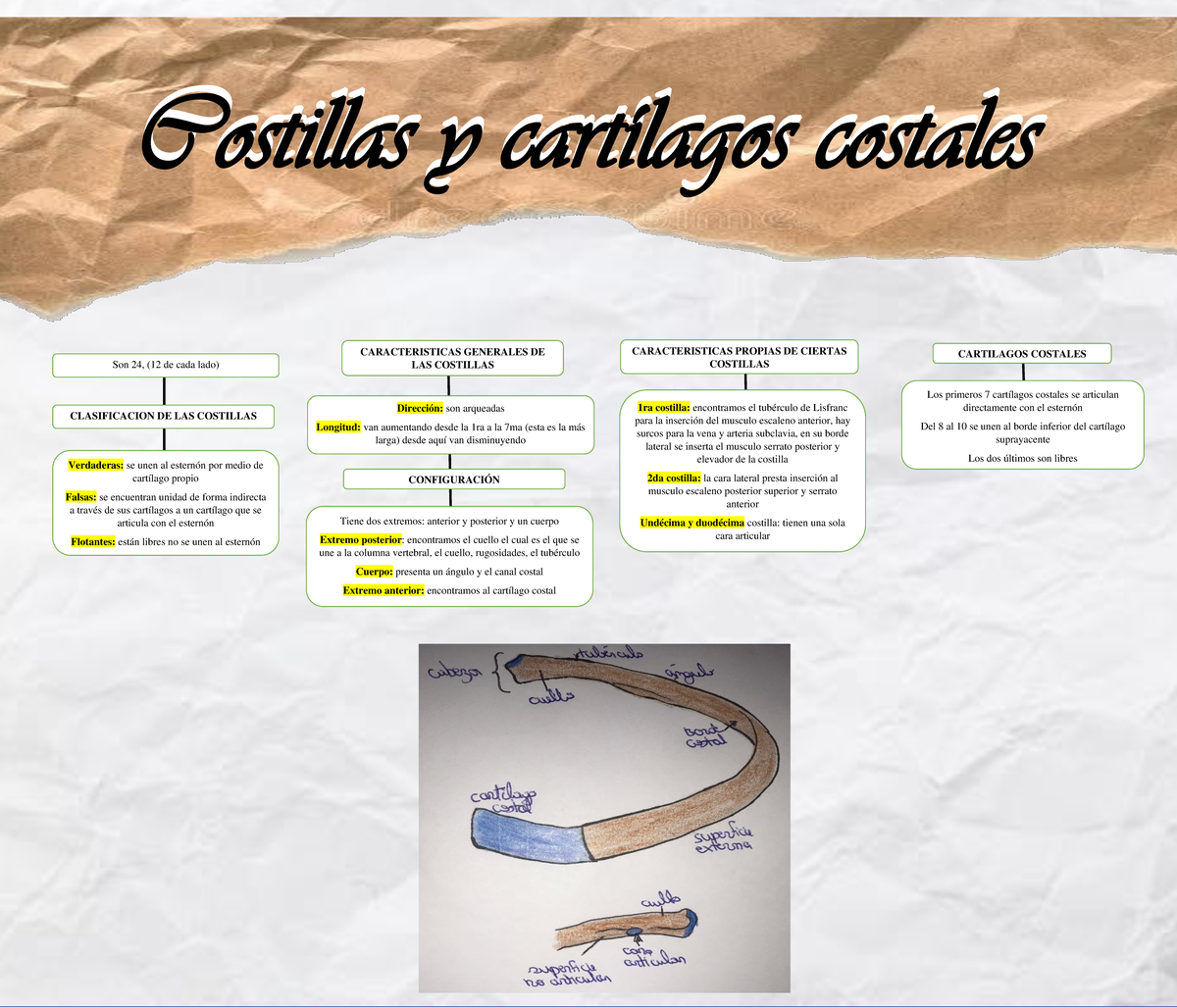 Costillas Y Cartilagos Costales - Son 24, (12 de cada lado ...