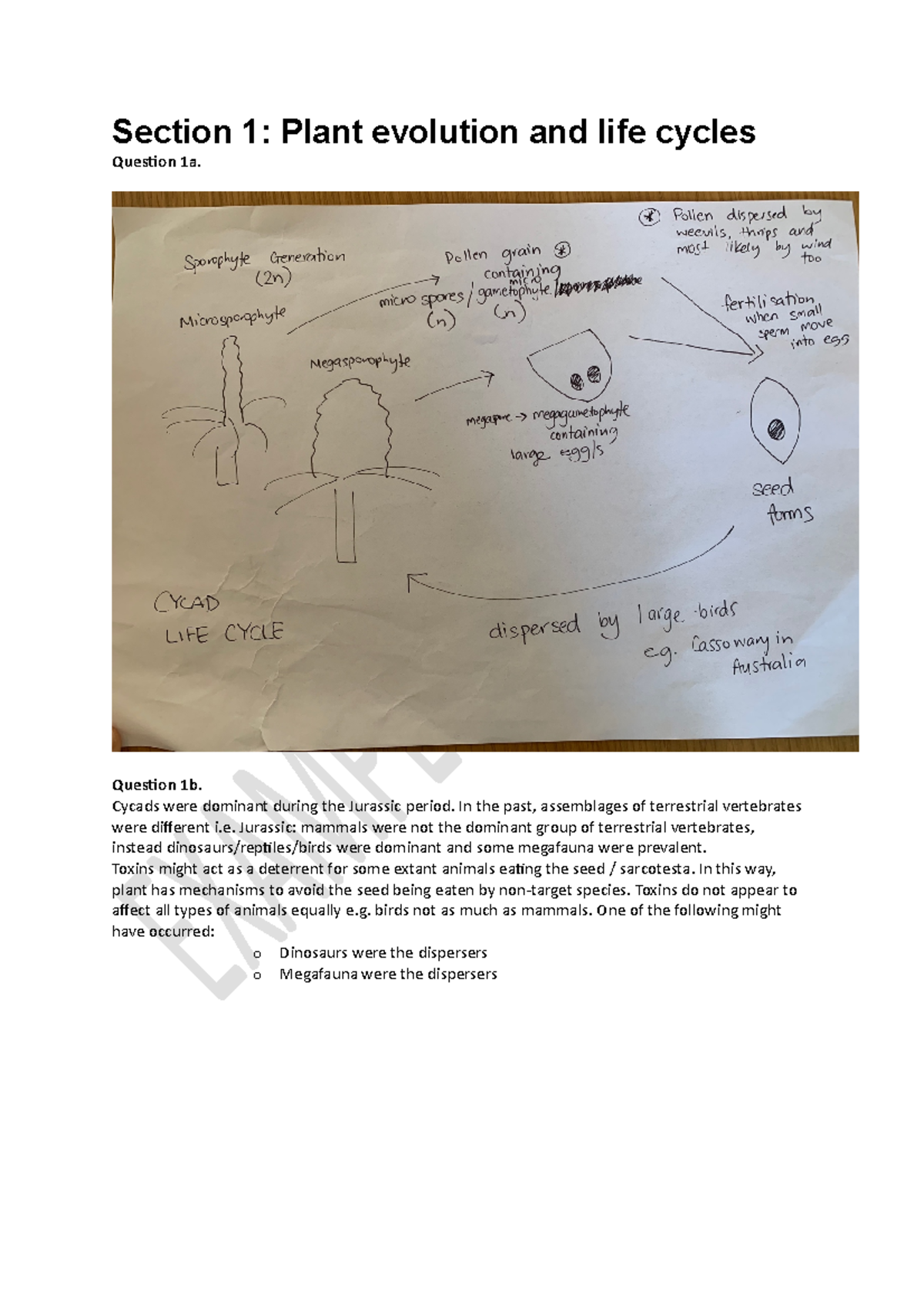 BIOL1006 practiceexam 312142676 - Section 1: Plant evolution and life ...
