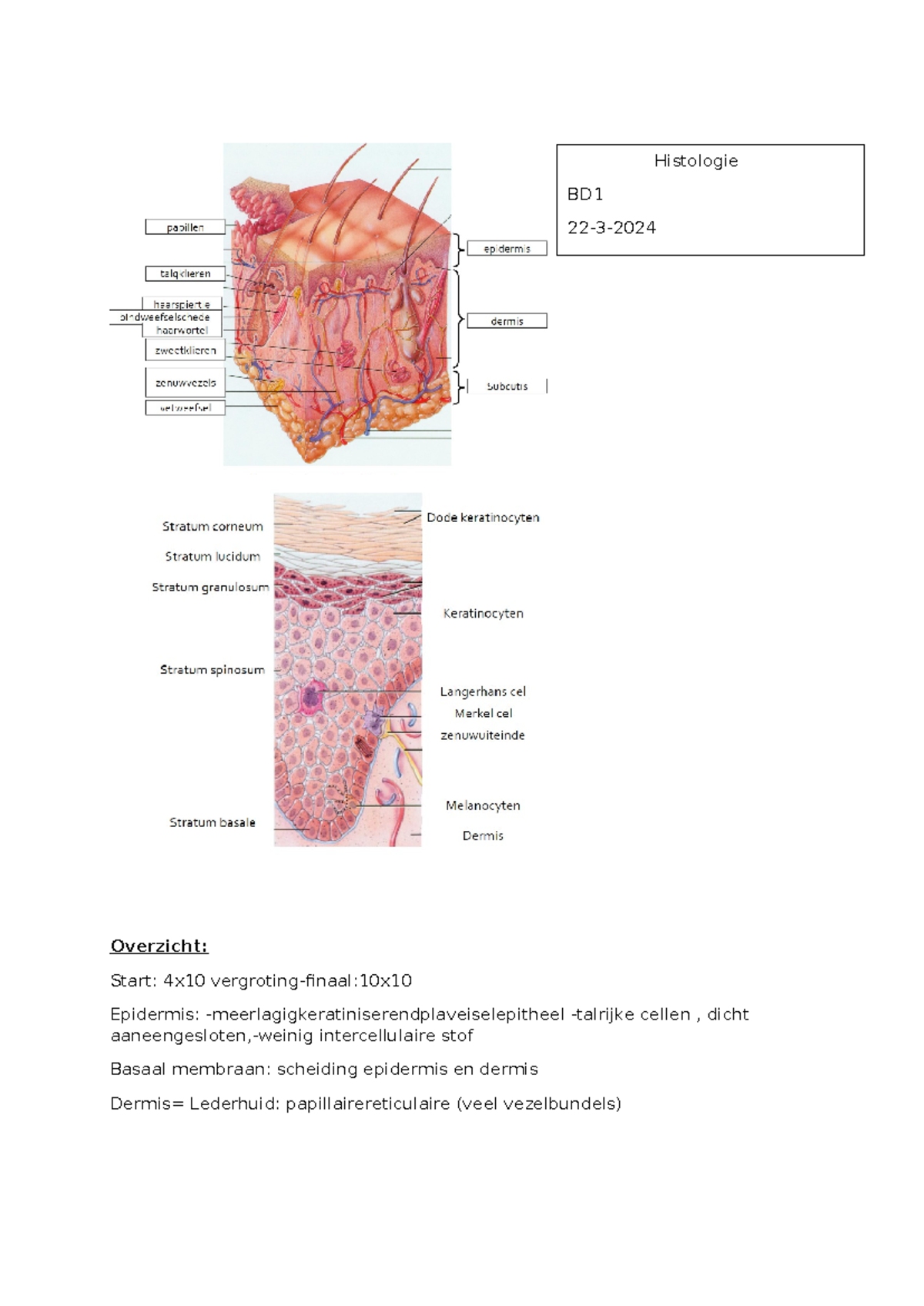 Practicum tekenen - Overzicht: Start: 4x10 vergroting-finaal:10x ...