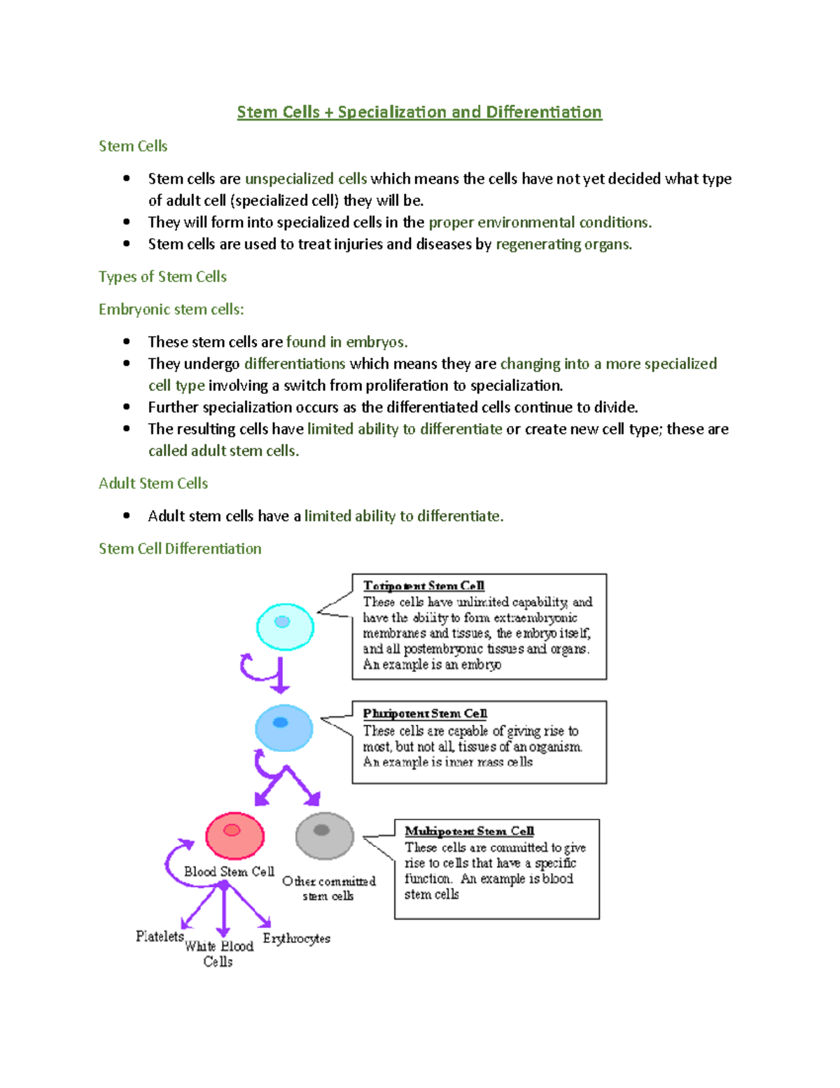 Stem Cells - They will form into specialized cells in the proper ...