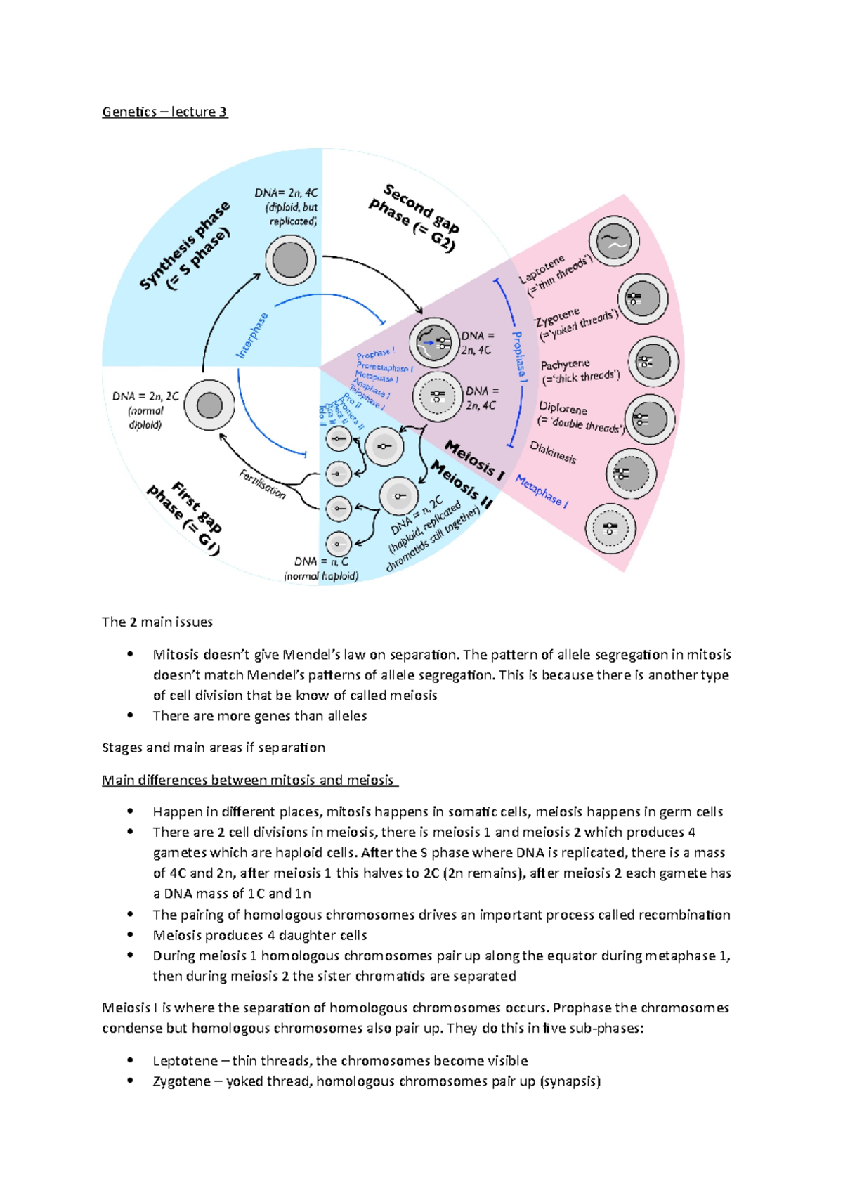 Genetics lecture 3 - mitosis and meiosis - Genetics – lecture 3 The 2 ...