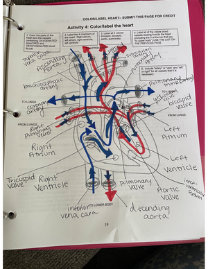 Homeostasis Activity - BIO-132 - Studocu