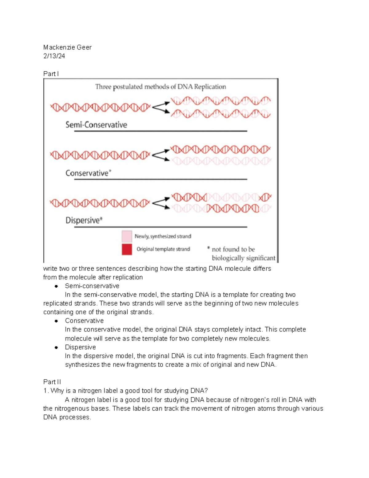 DNA Replication Assignment - Mackenzie Geer 2/13/ Part I write two or three sentences describing ...