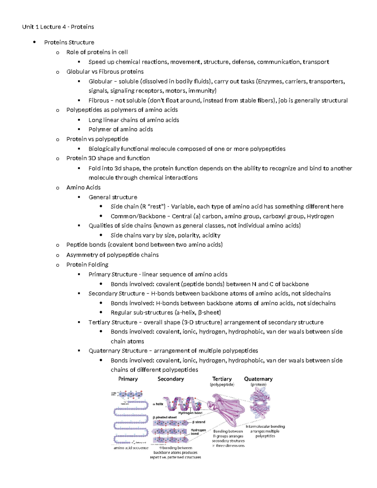 1111Unit1Lec4 - Proteins Study Guide - Unit 1 Lecture 4 - Proteins ...