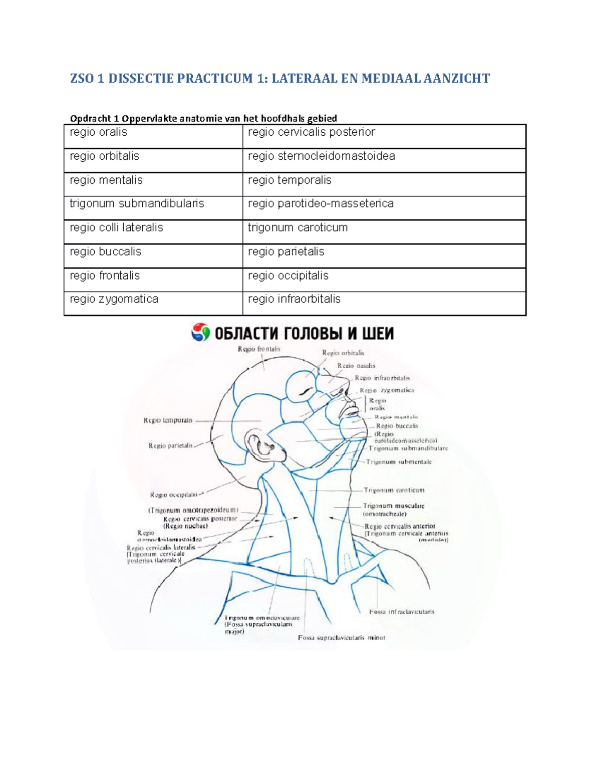 ZSO Hoofd Hals 2 - ZSO 1 DISSECTIE PRACTICUM 1: LATERAAL EN MEDIAAL ...