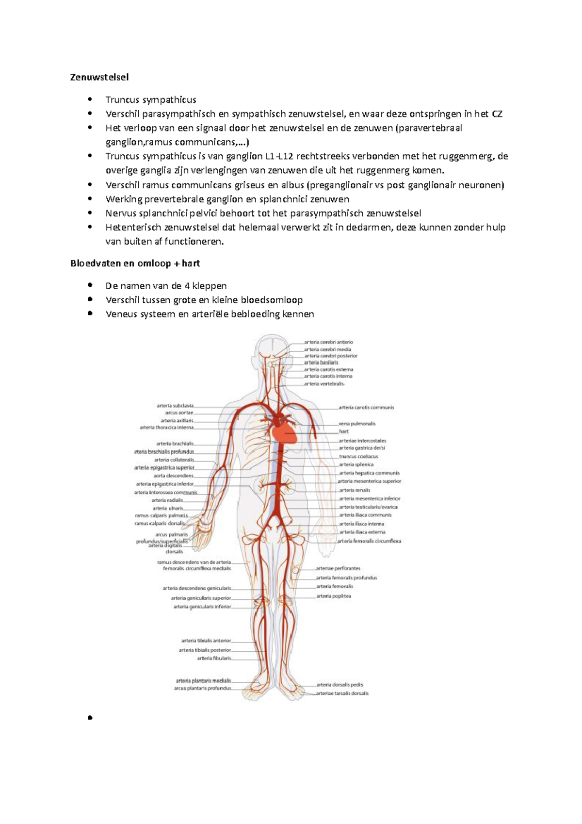 Anatomie voorbereiding - Zenuwstelsel Truncus sympathicus Verschil ...