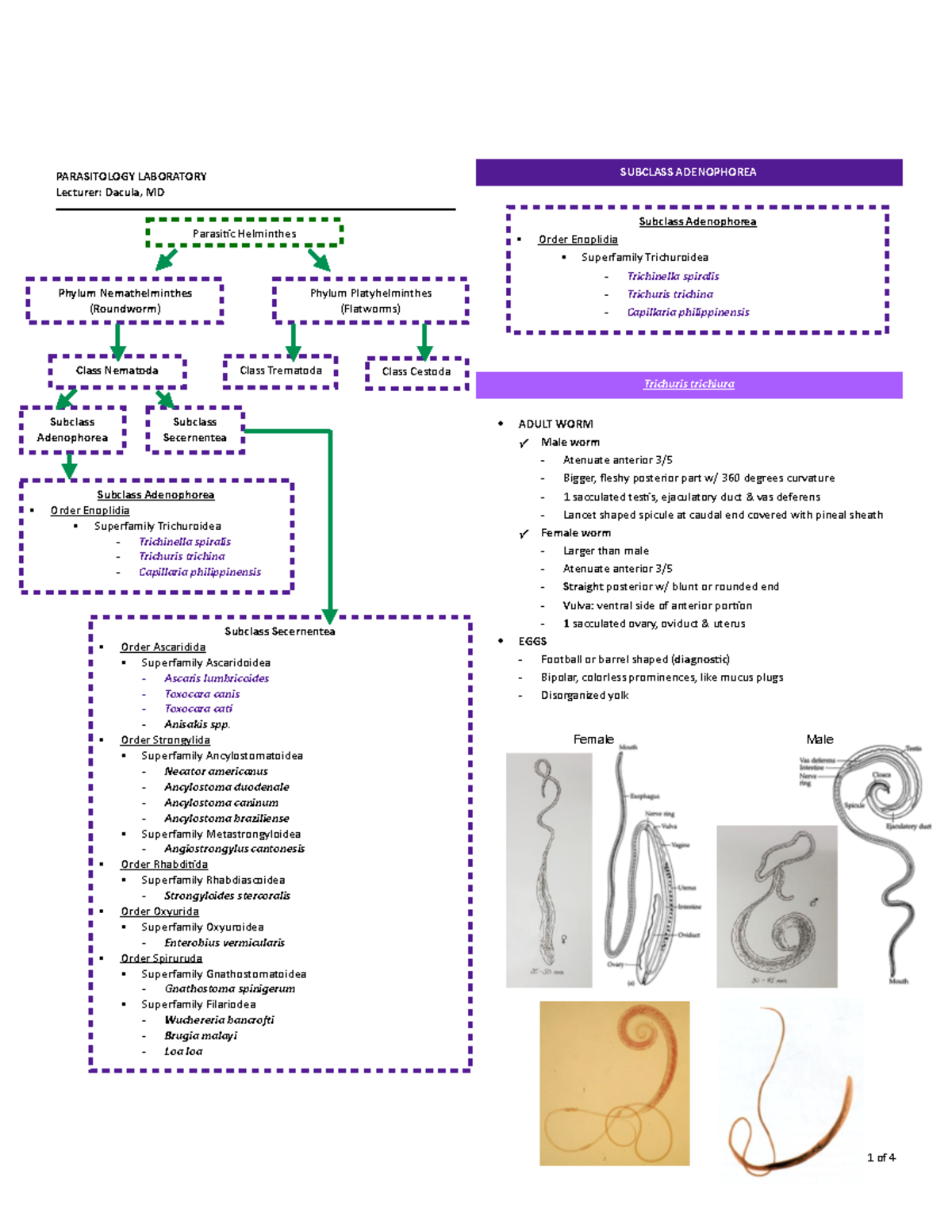 Ascaridoidea - lec - PARASITOLOGY LABORATORY Lecturer: Dacula, MD ...