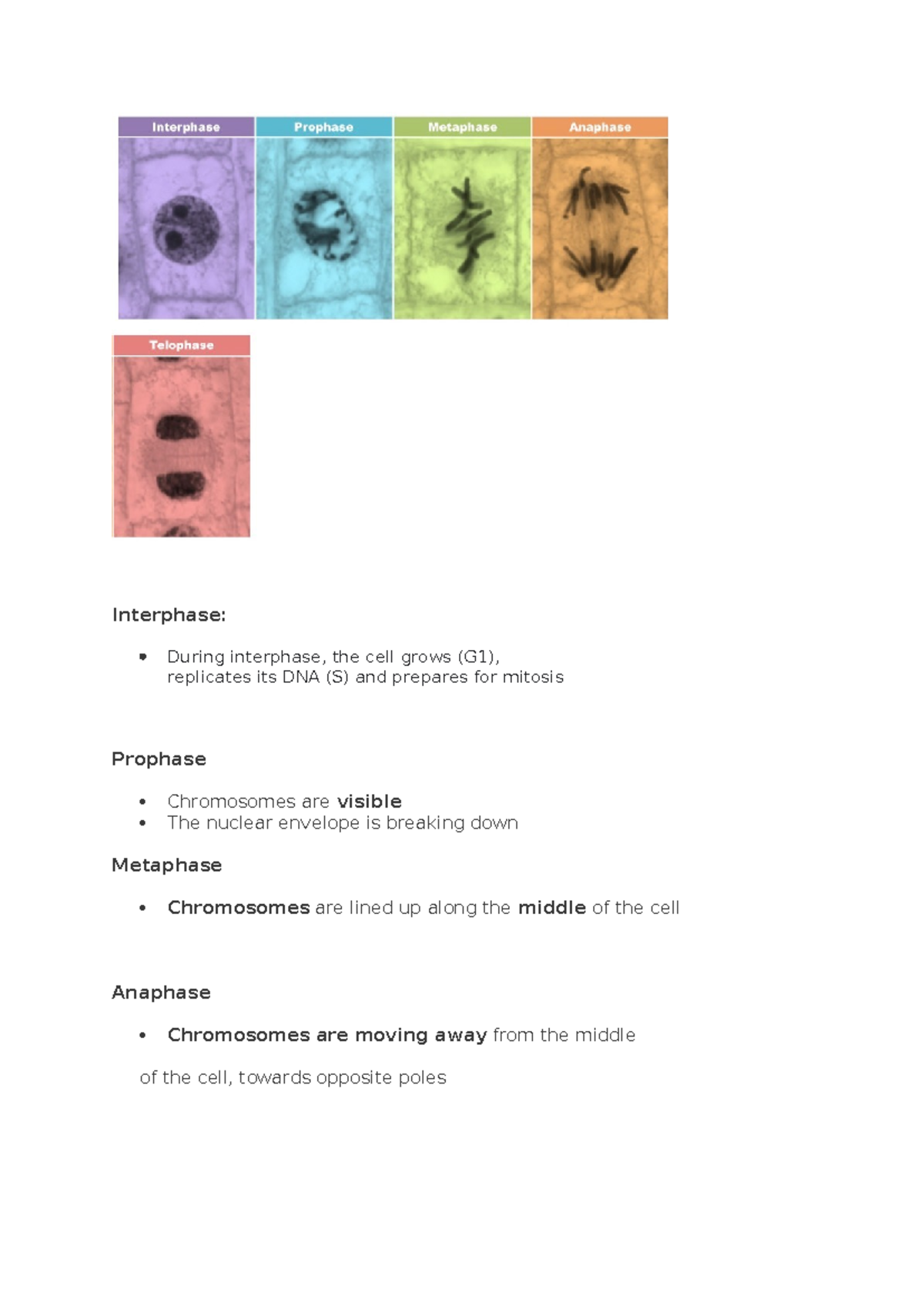 Interphase - Notes - Interphase: During interphase, the cell grows (G1 ...