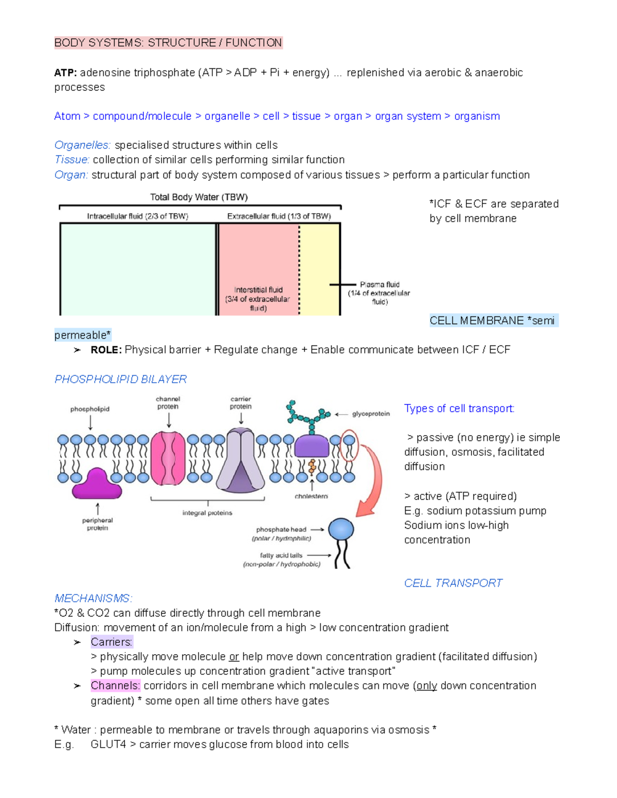 body systems - structure and function - BODY SYSTEMS: STRUCTURE / FUNCTION ATP: adenosine - Studocu