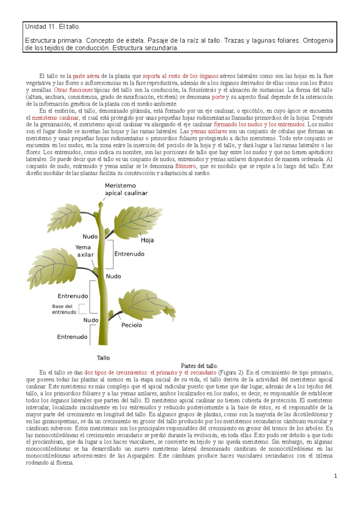 El Tallo Crecimiento Primario Y Secundario Unidad 11 El Tallo Estructura Primaria Concepto