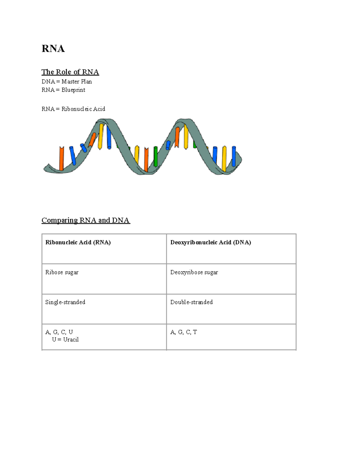 Bio chapter 13.1 - RNA The Role of RNA DNA = Master Plan RNA ...