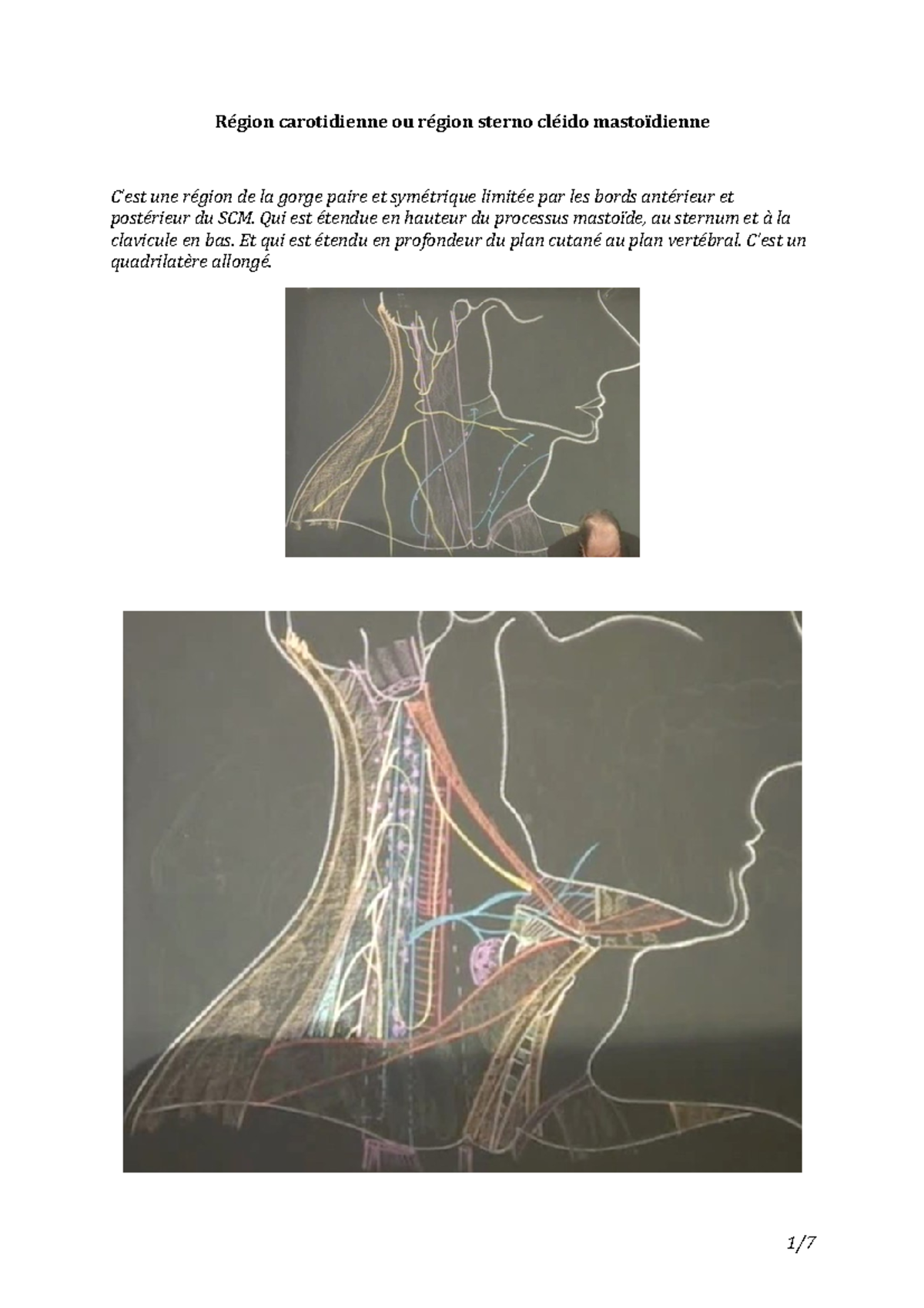 13Région carotidienne - Région carotidienne ou région sterno cléido ...