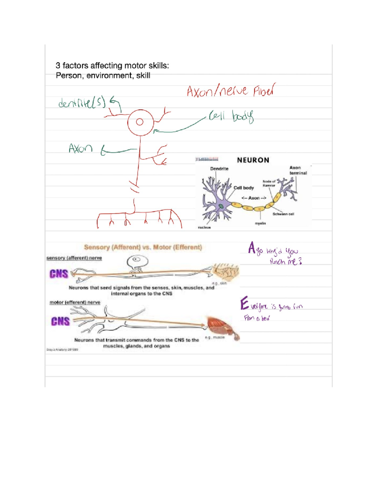 Motor Learning Notes - Chapter 1: The Classification of Motor Skills ...