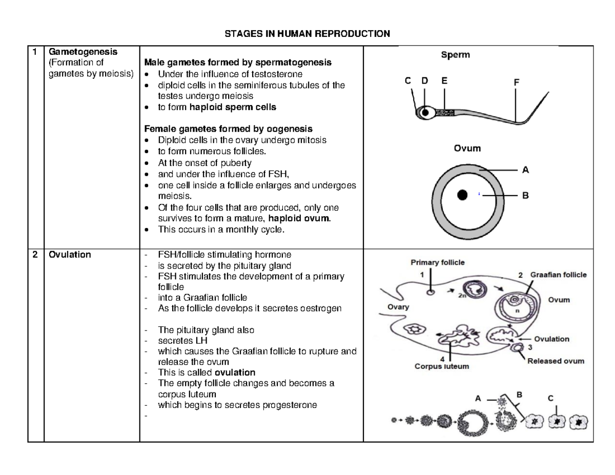 Processes in humanreproduction - STAGES IN HUMAN REPRODUCTION 1 ...