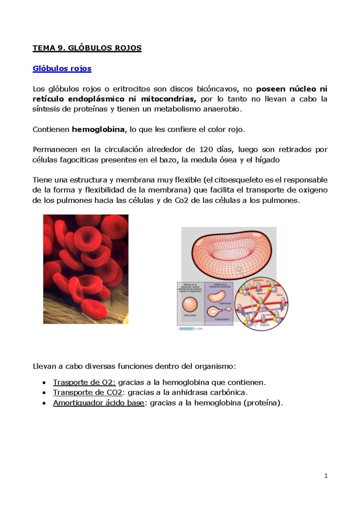 Tema 9. Glóbulos rojos - TEMA 9. GLÓBULOS ROJOS Glóbulos rojos Los ...