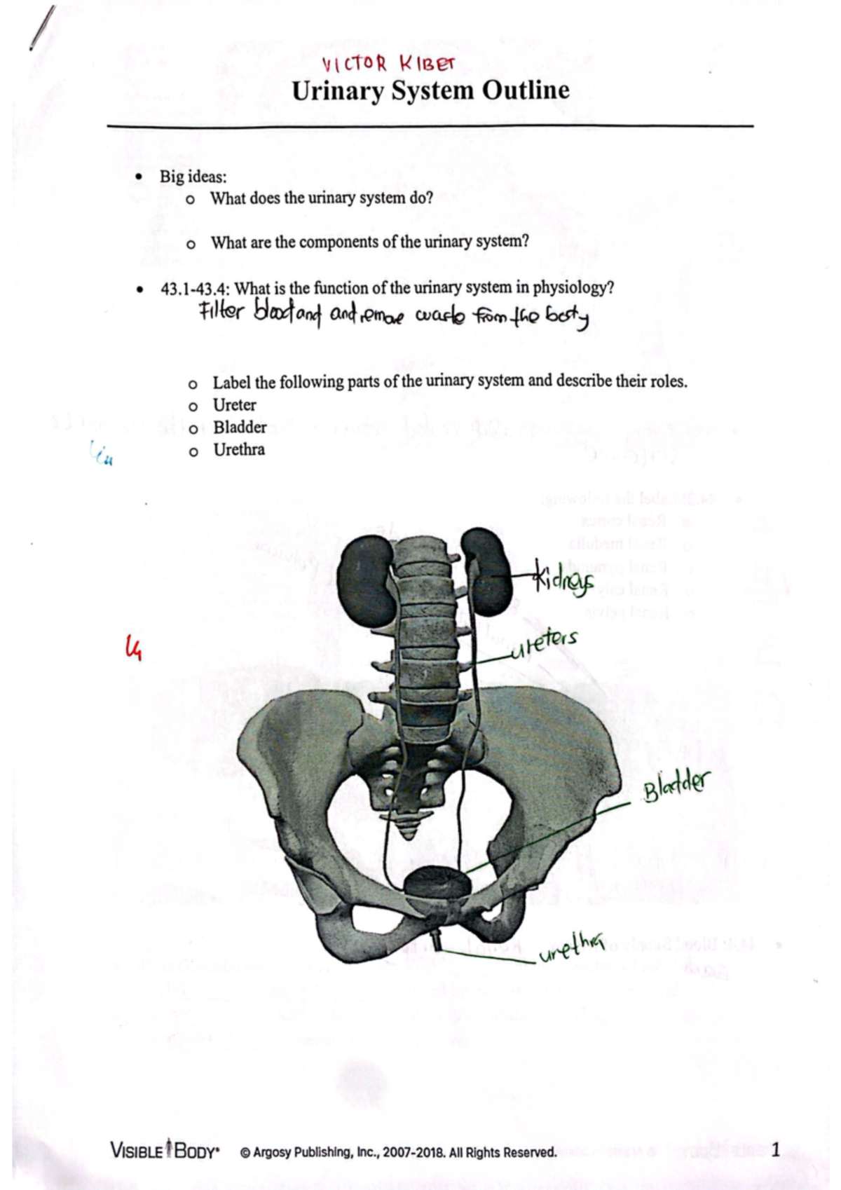 Urinary system - Lab assignments - VICTOR KIBET Urinary System Outline ...