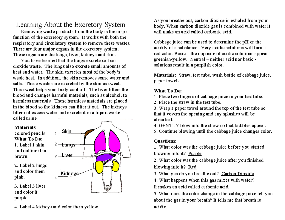 Excretory System Components - Learning About the Excretory System ...