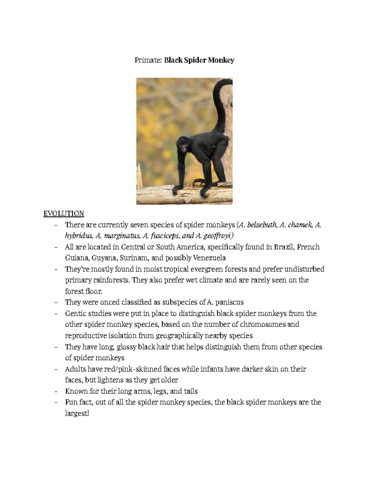 My favorite primate - Primate: Black Spider Monkey EVOLUTION There are currently seven species ...