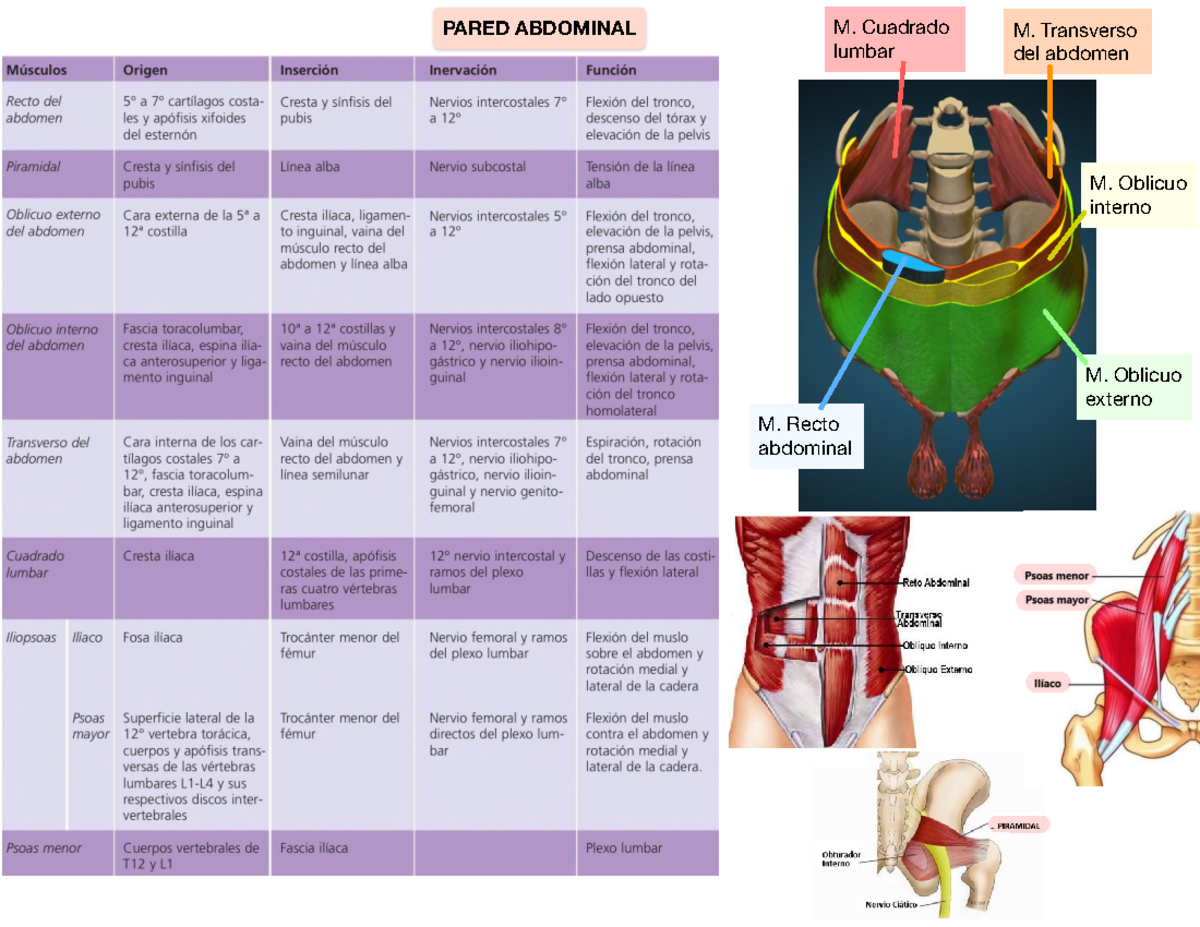 E5 - E6 - E7 - Abdomen (Esquemas) - M. Oblicuo externo M. Oblicuo ...
