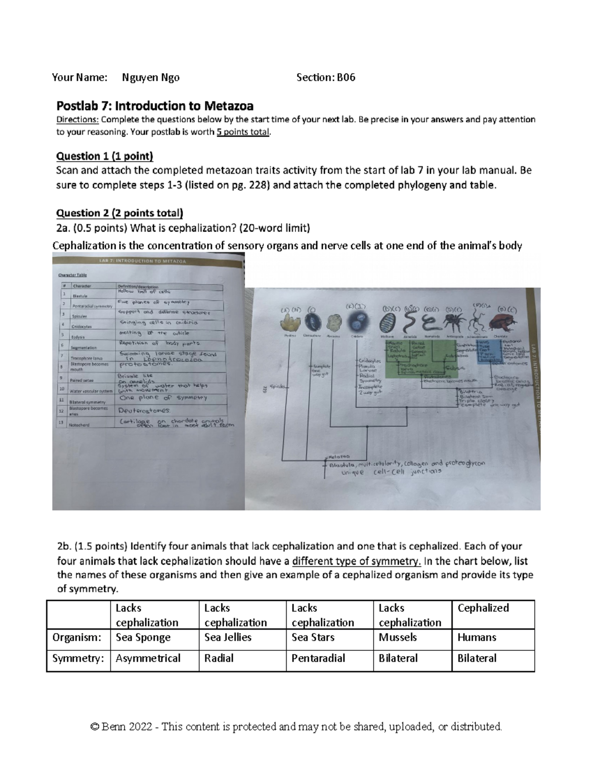 Postlab 7 - post lab - Your Name: Nguyen Ngo Section: B Cephalization ...