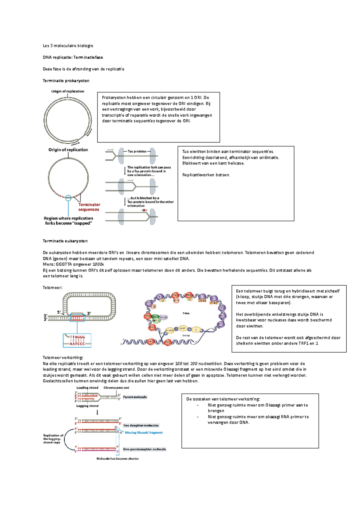 Les 3 moleculaire biologie - Les 3 moleculaire biologie DNA replicatie ...