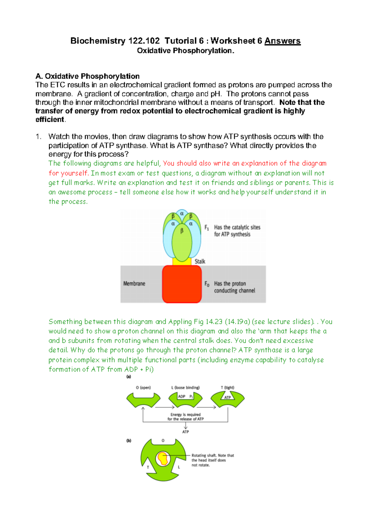 Week 6 Worksheet 6 ox phos and shuttles answers - Biochemistry 122 ...