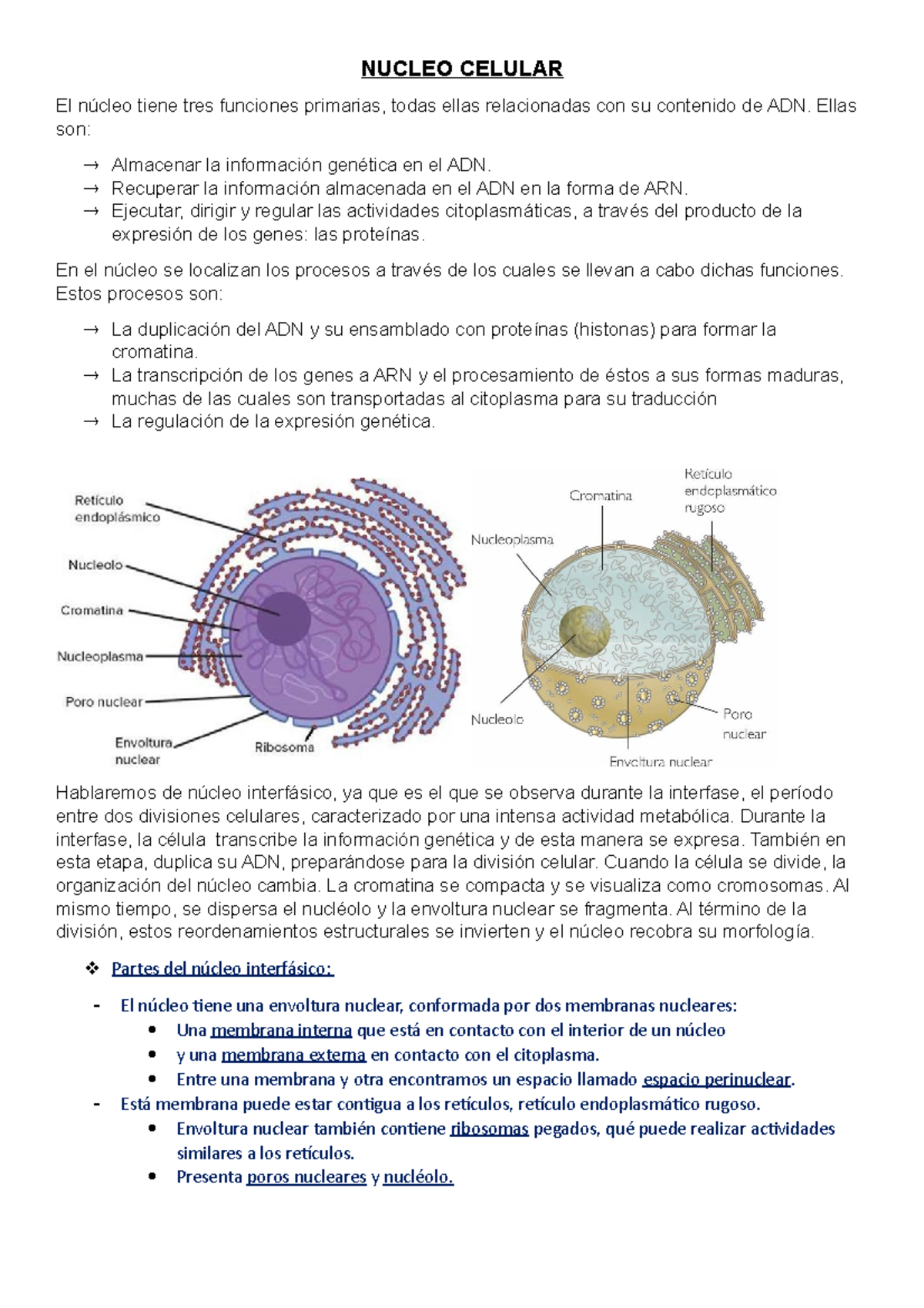 Nucleo Celular Apunte - NUCLEO CELULAR El núcleo tiene tres funciones ...