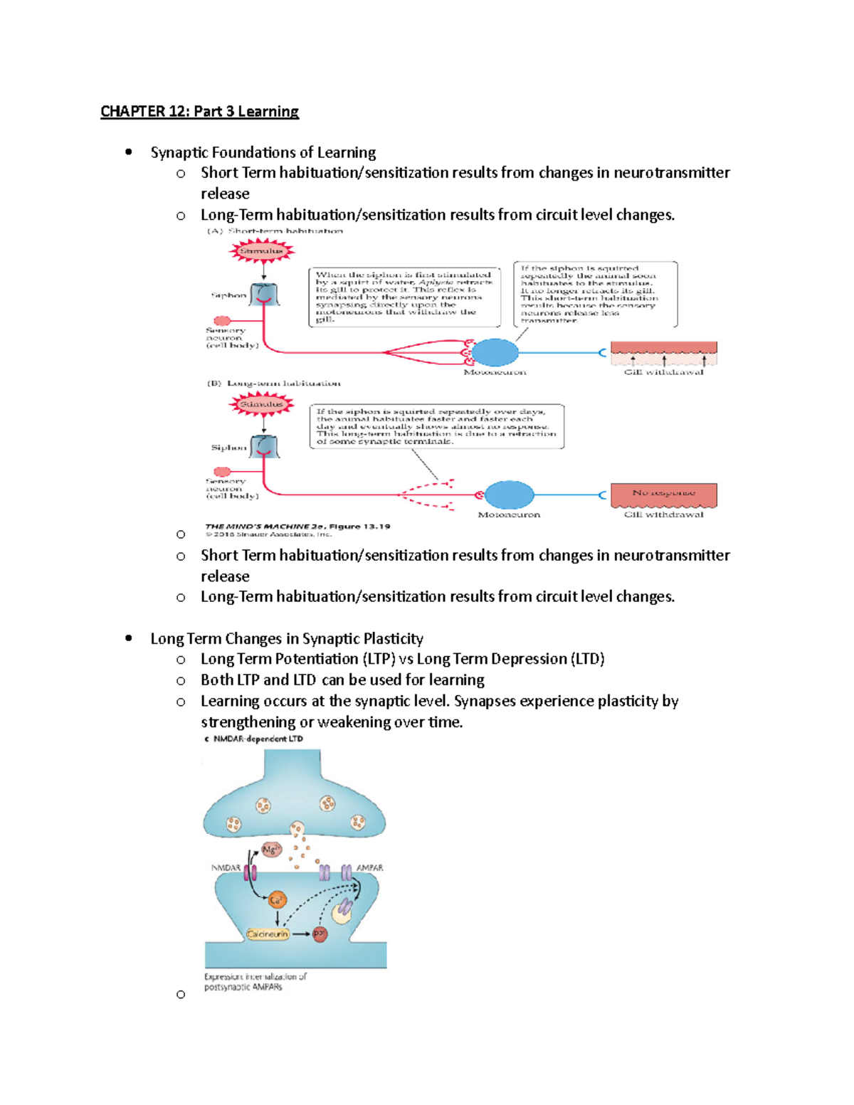 Chapter 12 part 3-learning - CHAPTER 12: Part 3 Learning Synaptic Foundations of Learning o ...