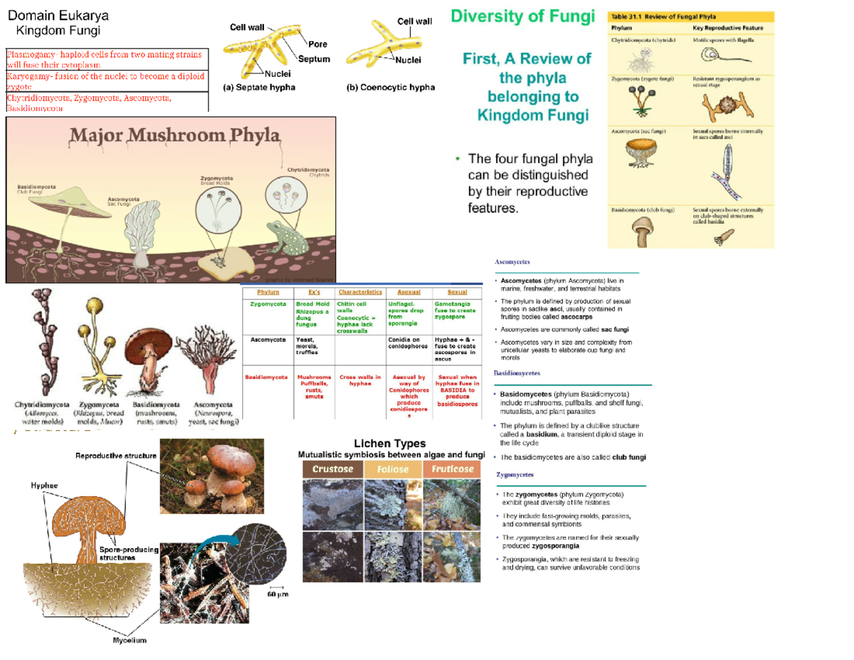 3 Fungi study guide - BSC1011L - Studocu