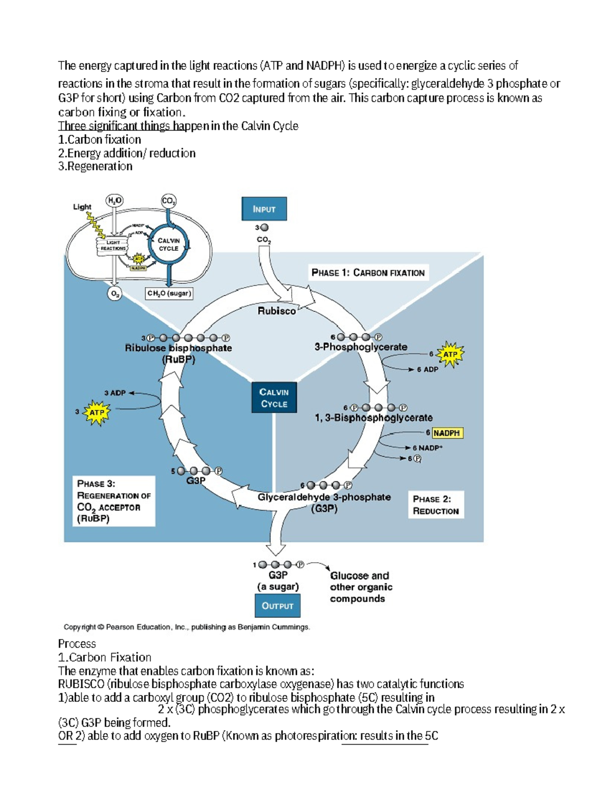 Photosynthesis Calvin Cycle 1 - Process 1 Fixation The enzyme that ...