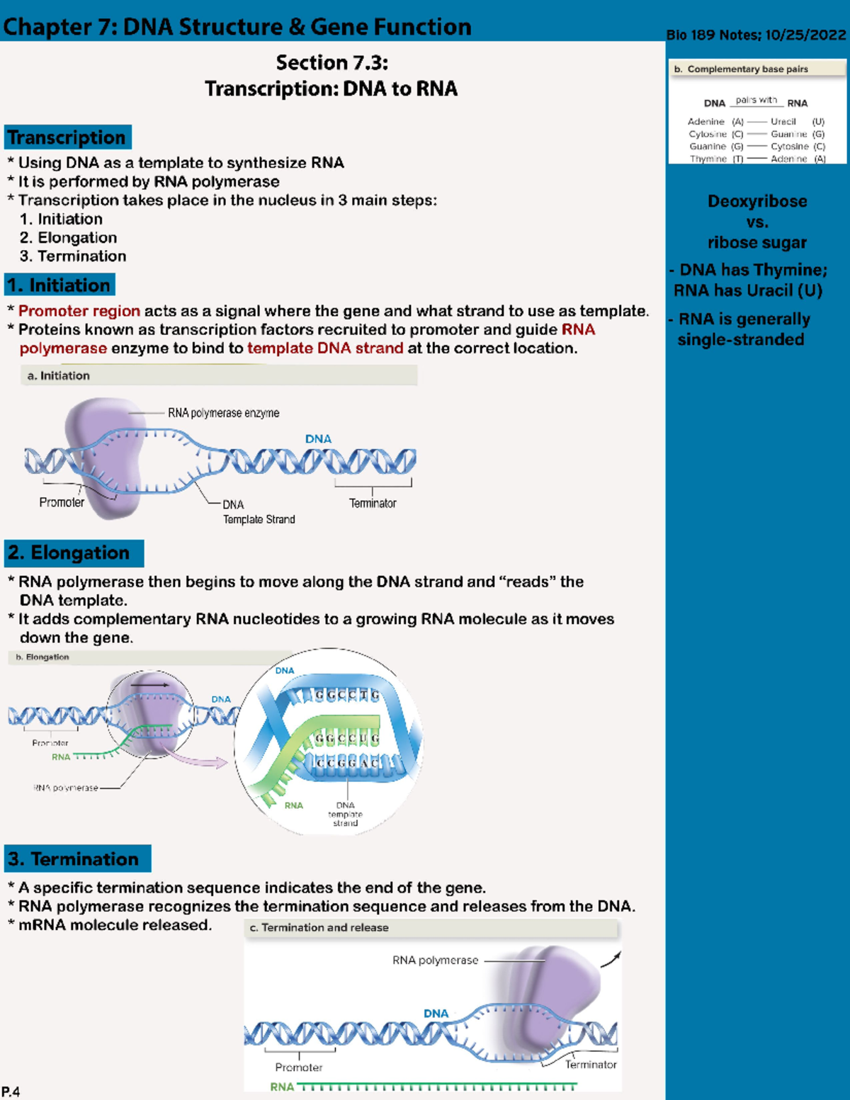 Chapter 7; Section 3: Transcription: DNA to RNA - BIOL 189 - Studocu