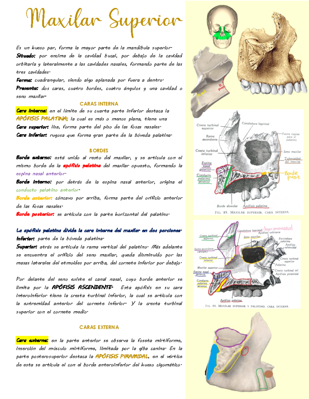 Maxilar sup - hueso - Maxilar Superior Es un hueso par, forma la mayor ...