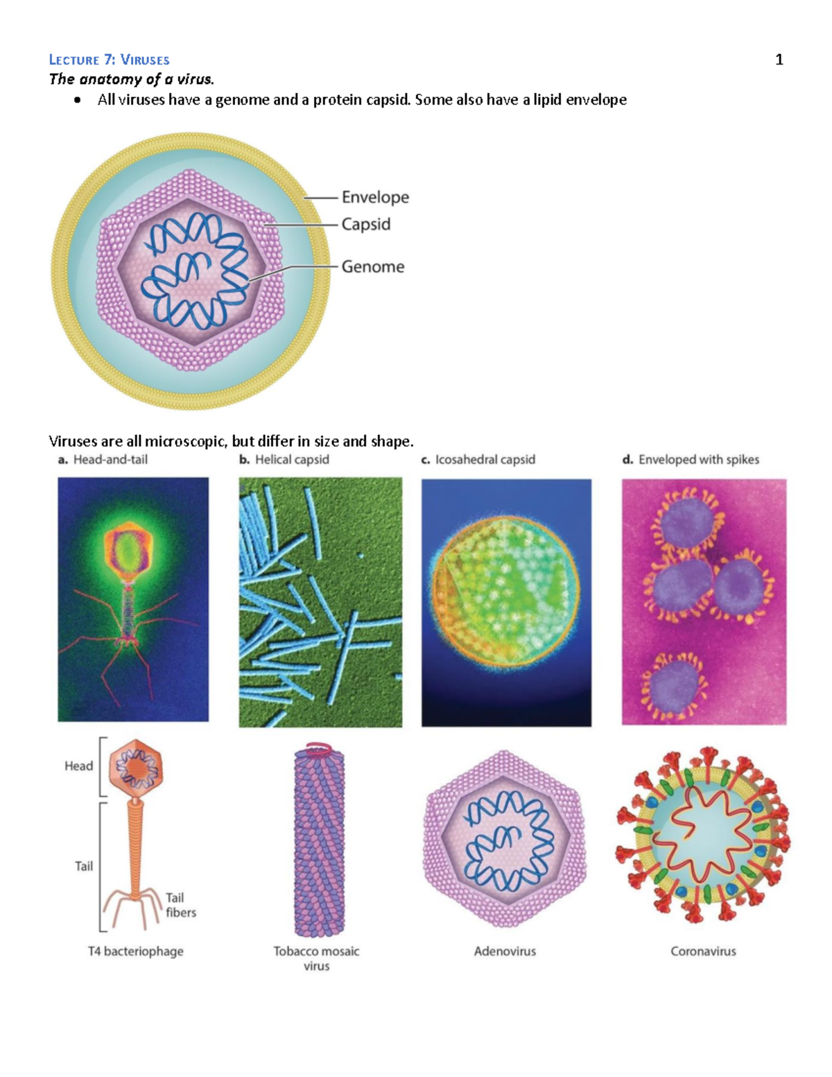 Lecture 7- Viruses - Angel C. Pimentel - The anatomy of a virus. - All ...