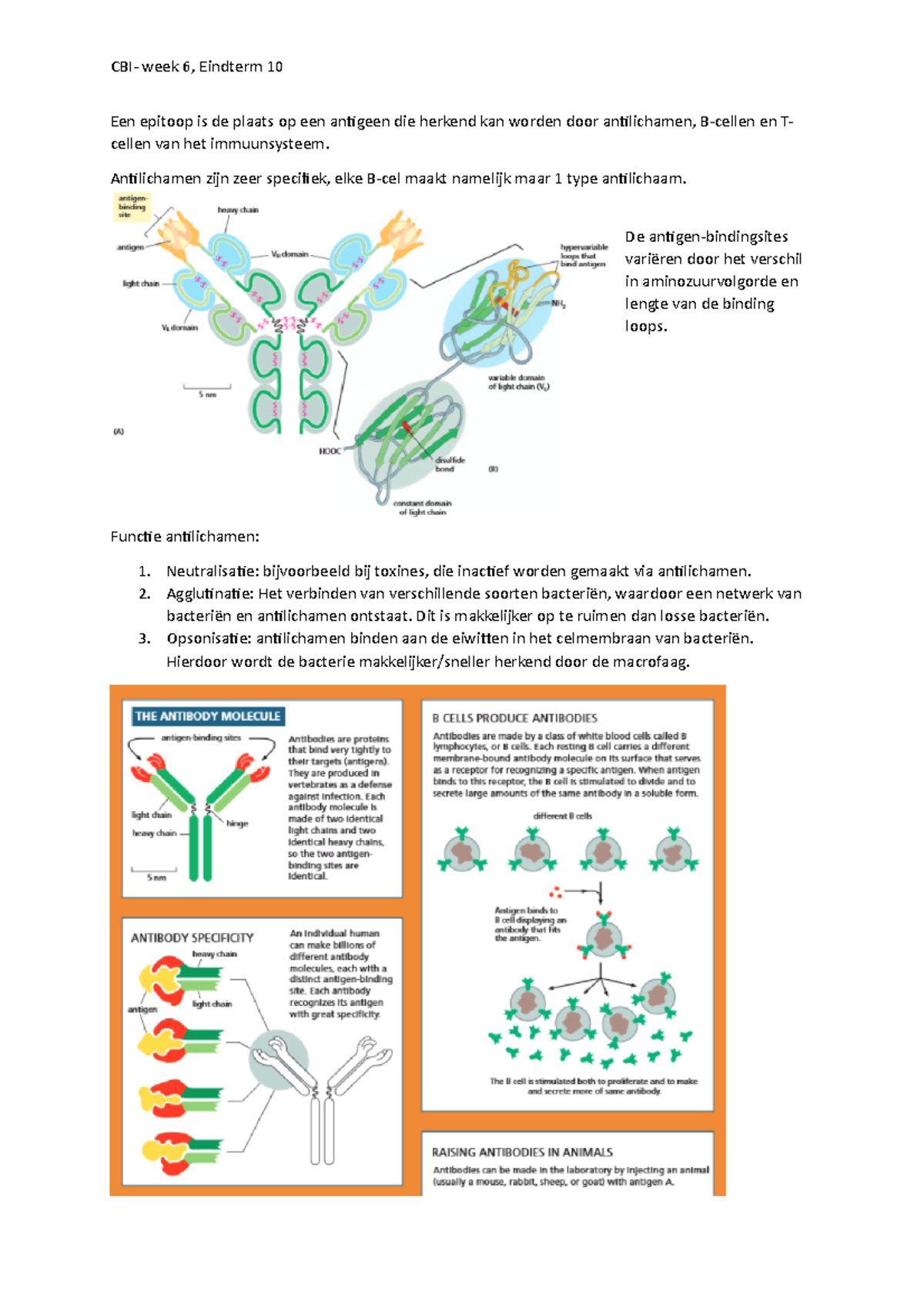 CBI- Week 6, Eindterm 10 - CBI- week 6, Eindterm 10 Een epitoop is de ...
